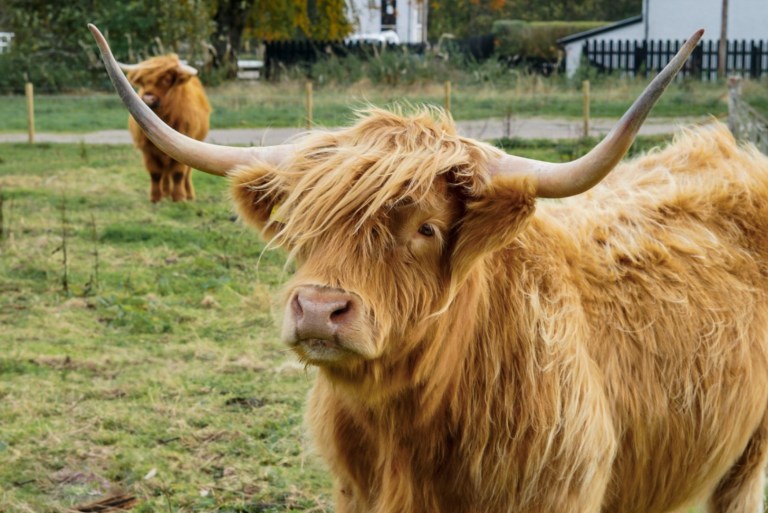 Scotland – Kat Beyond Borders