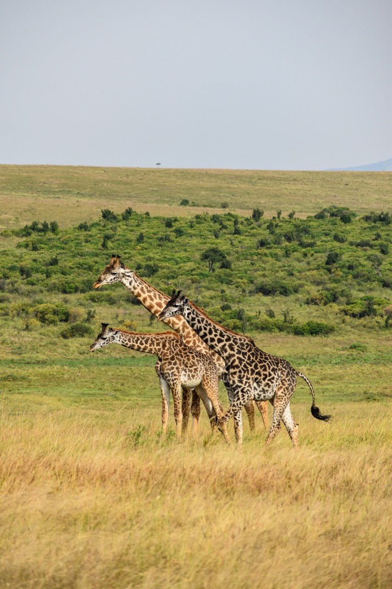 Kenya – Kat Beyond Borders