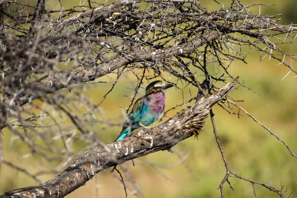 Kenya – Kat Beyond Borders