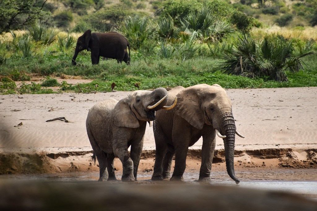 Kenya – Kat Beyond Borders
