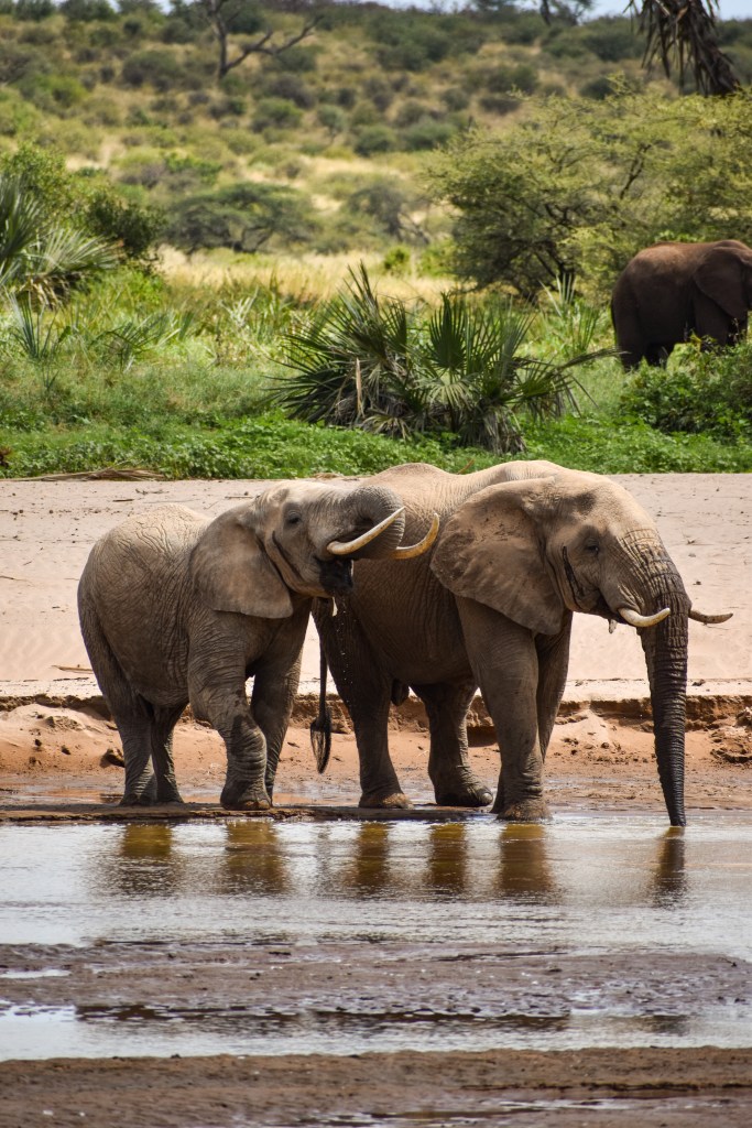 Kenya – Kat Beyond Borders