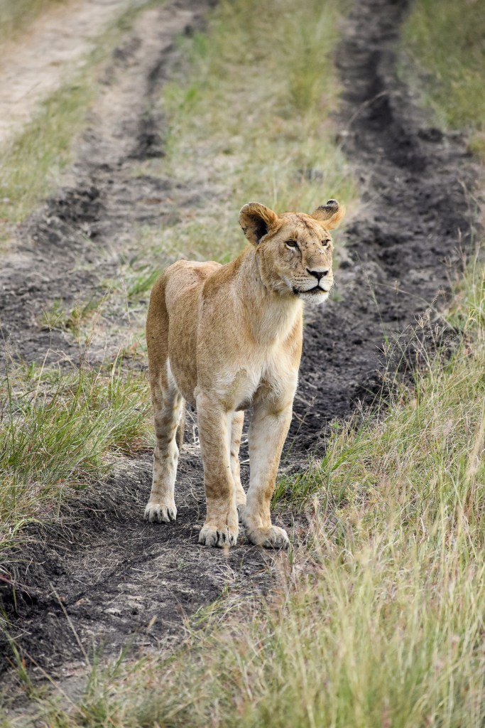 Kenya – Kat Beyond Borders