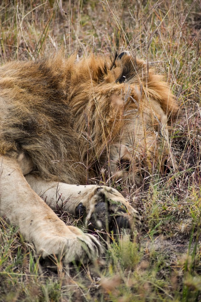 Kenya – Kat Beyond Borders
