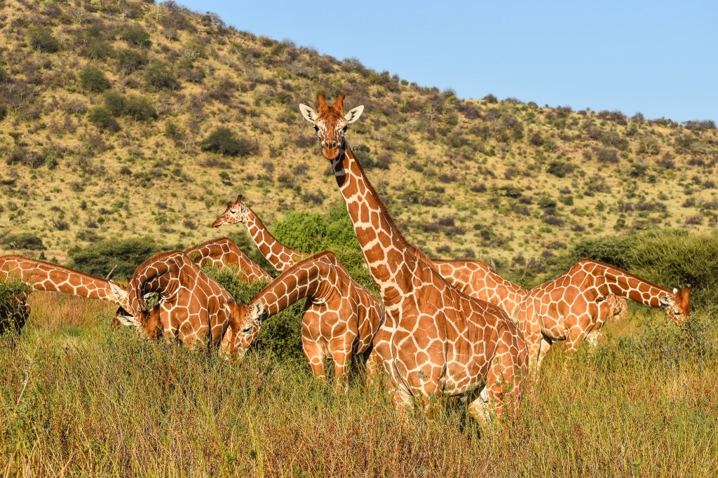 Kenya – Kat Beyond Borders