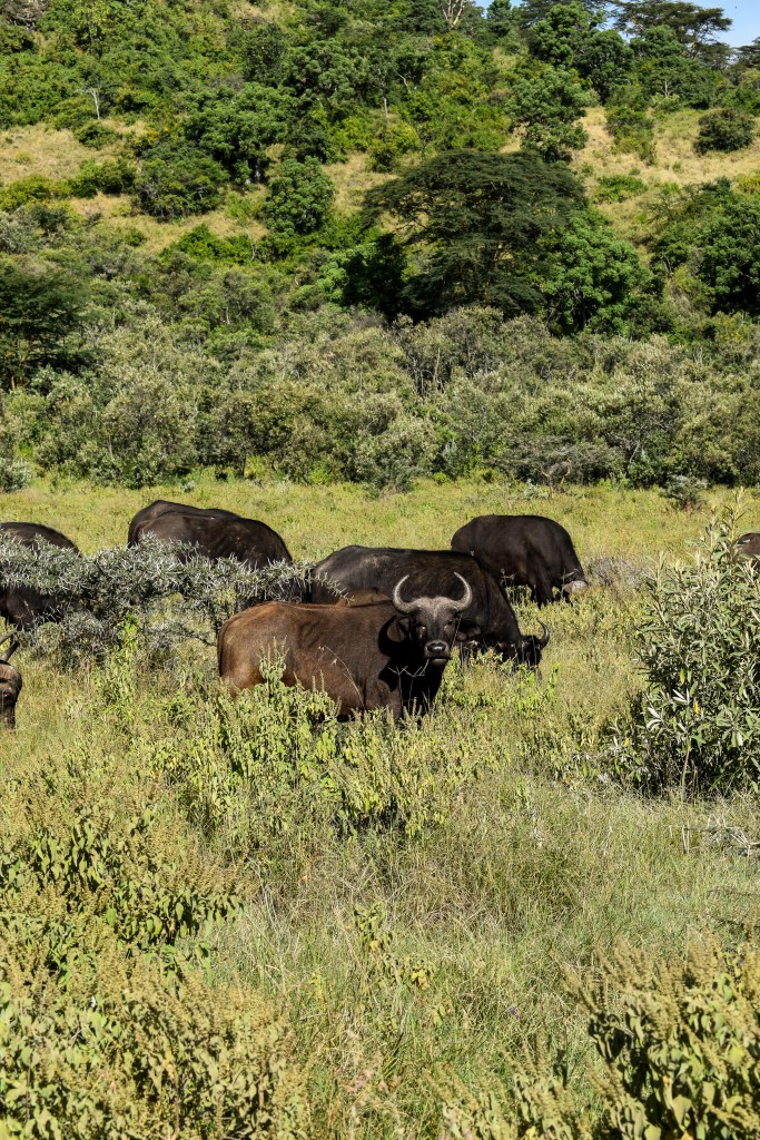 Kenya – Kat Beyond Borders