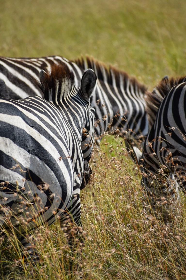 Kenya – Kat Beyond Borders