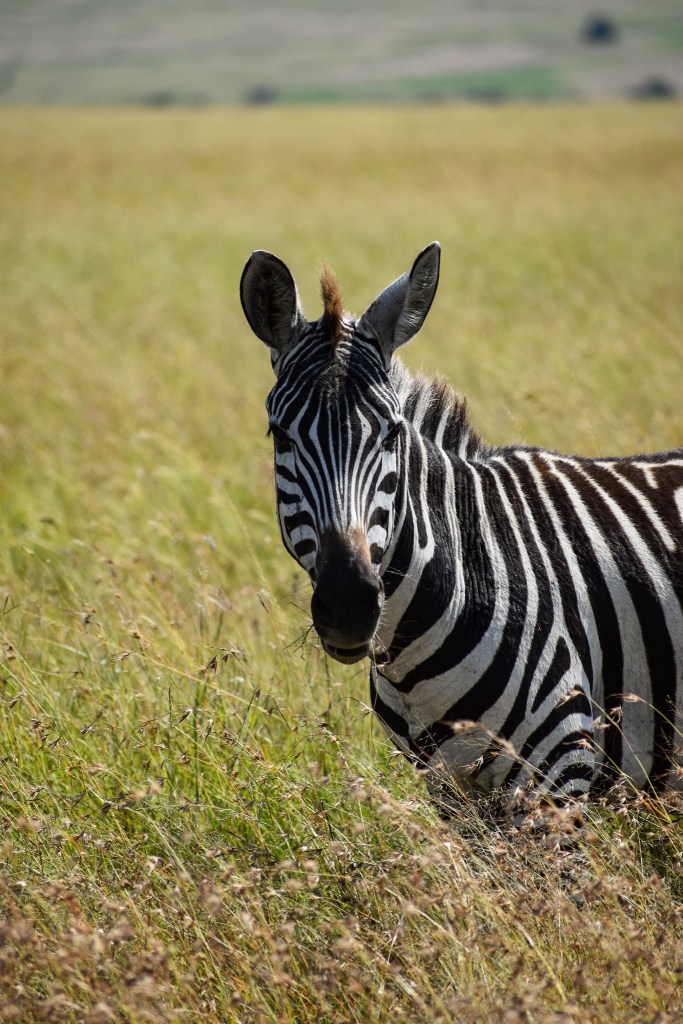 Kenya – Kat Beyond Borders