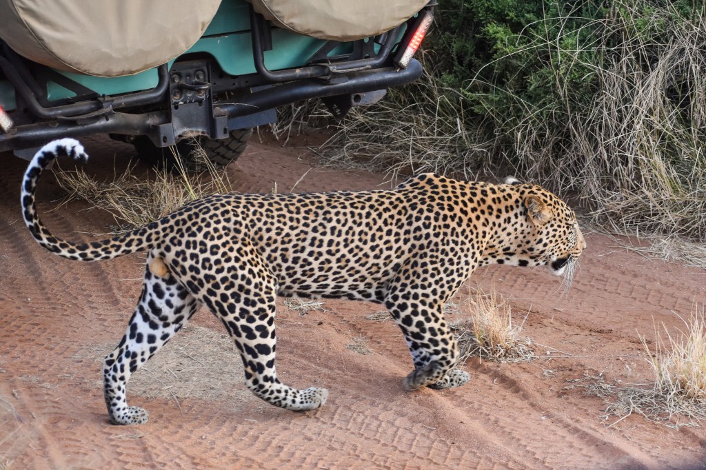 Kenya – Kat Beyond Borders