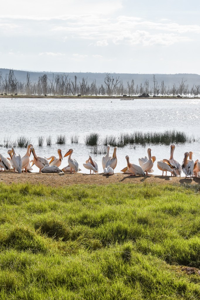 Kenya – Kat Beyond Borders