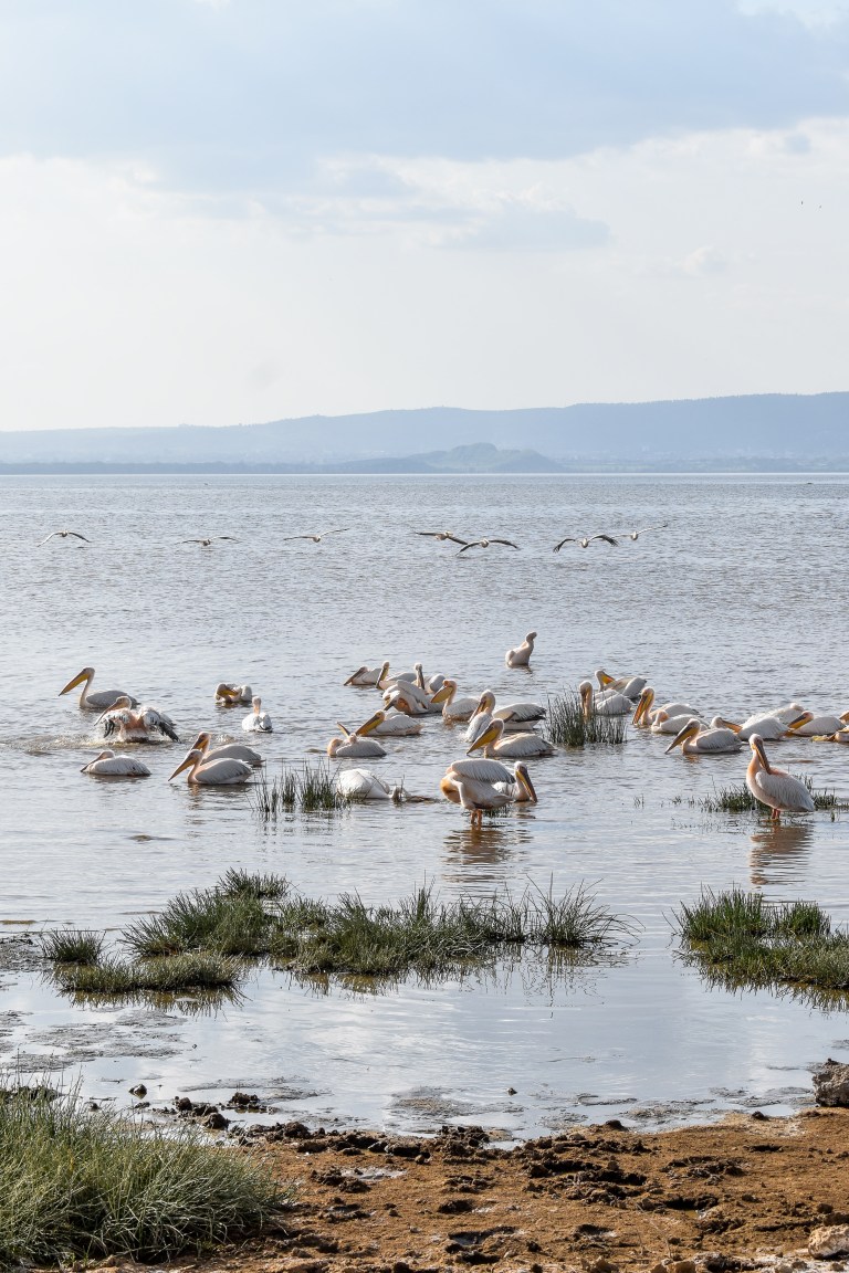 Kenya – Kat Beyond Borders