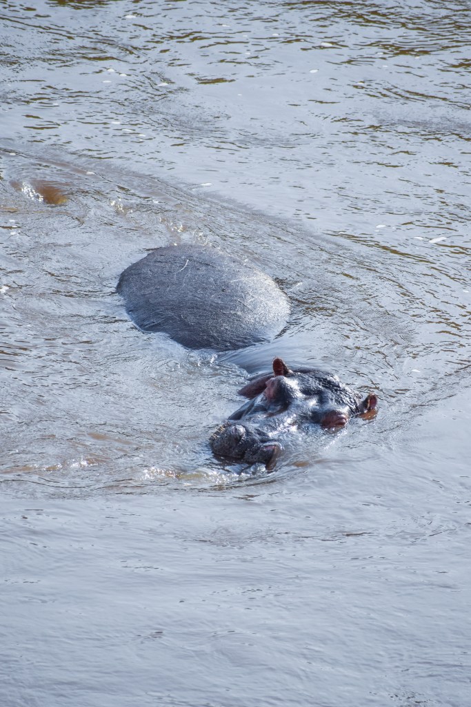 Kenya – Kat Beyond Borders