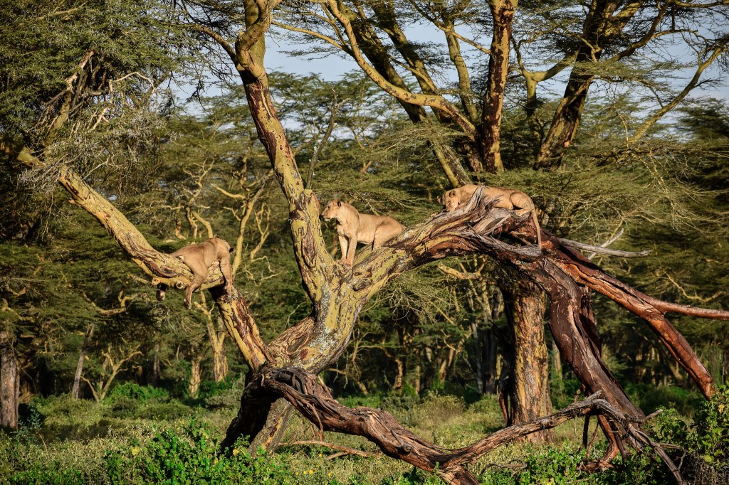 Kenya – Kat Beyond Borders