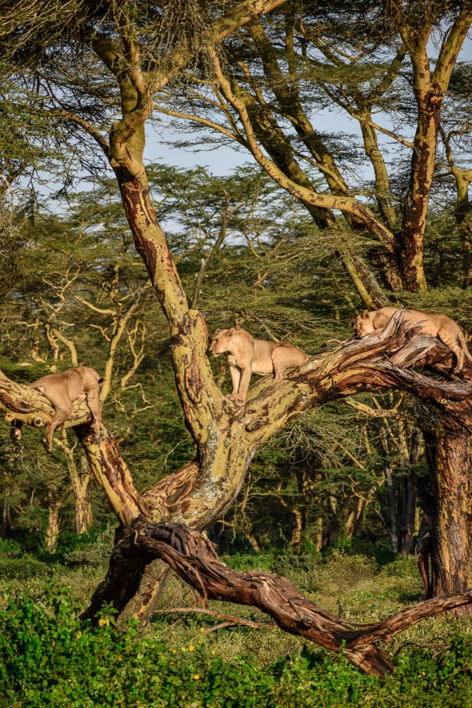 Kenya – Kat Beyond Borders