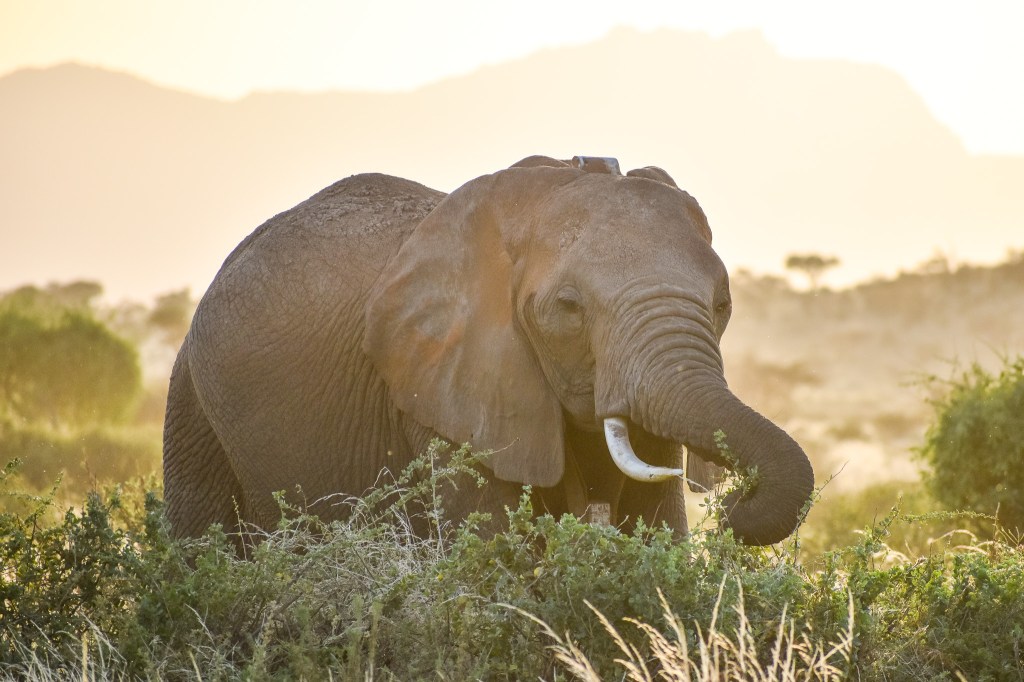 Kenya – Kat Beyond Borders
