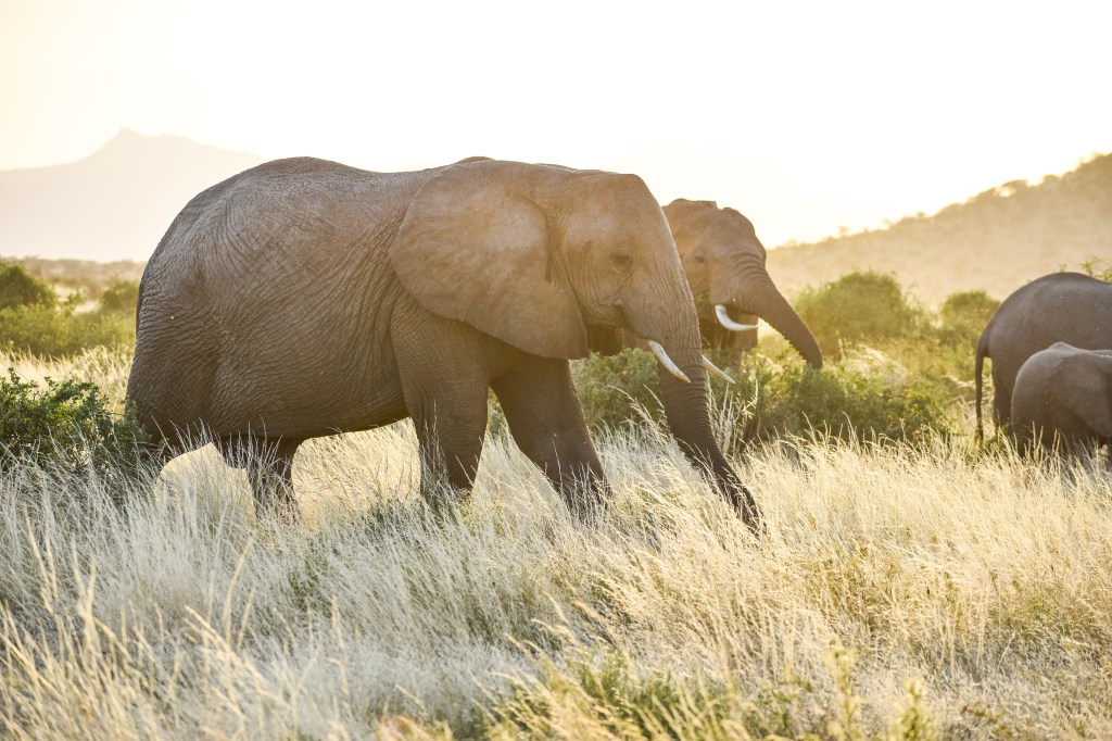 Kenya – Kat Beyond Borders
