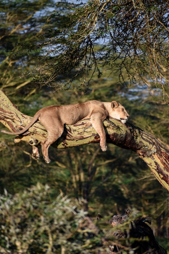 Kenya – Kat Beyond Borders