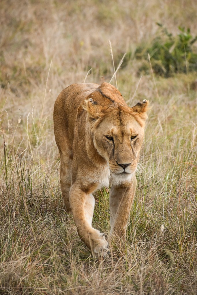Kenya – Kat Beyond Borders