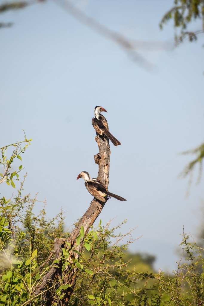 Kenya – Kat Beyond Borders