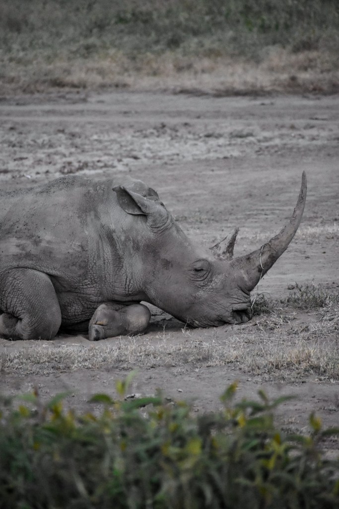 Kenya – Kat Beyond Borders