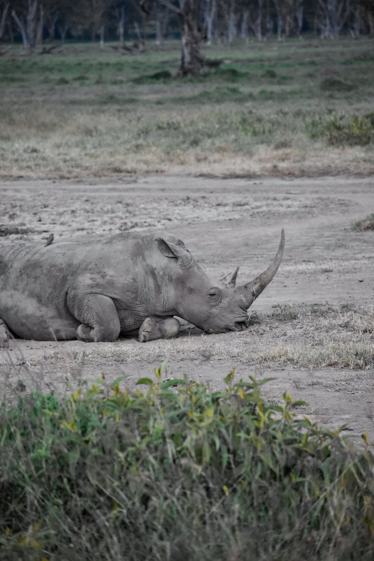 Kenya – Kat Beyond Borders